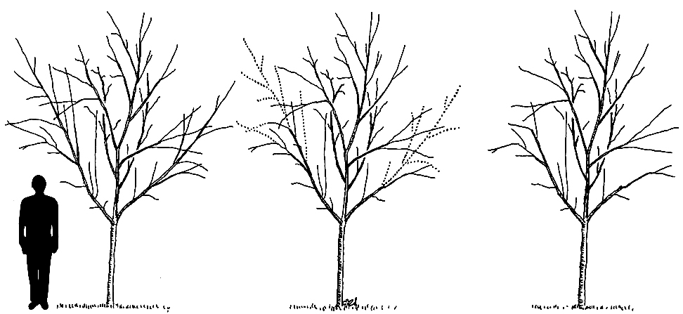 Urban Tree Foundation